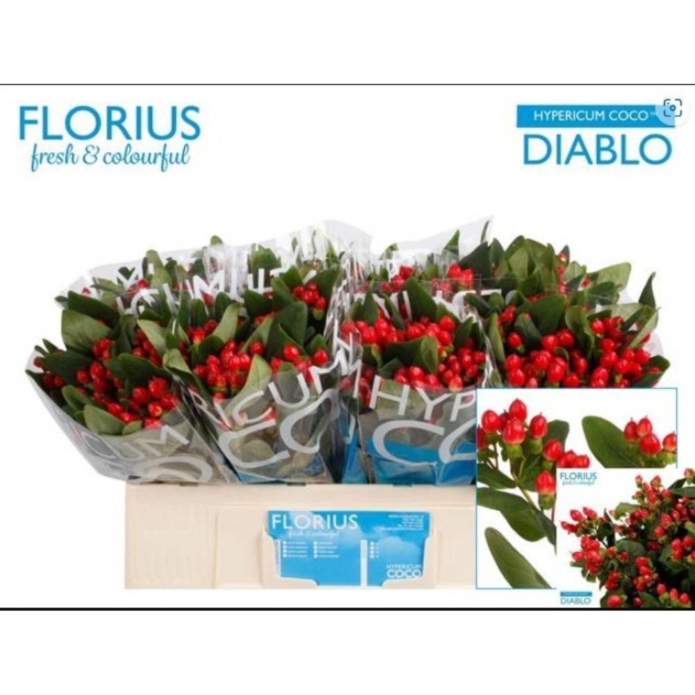 İthal Hypericum Coco 50 cm Diablo (10 dal) | İthal Garnitür ve Yeşillikler | Garnitür ve ...