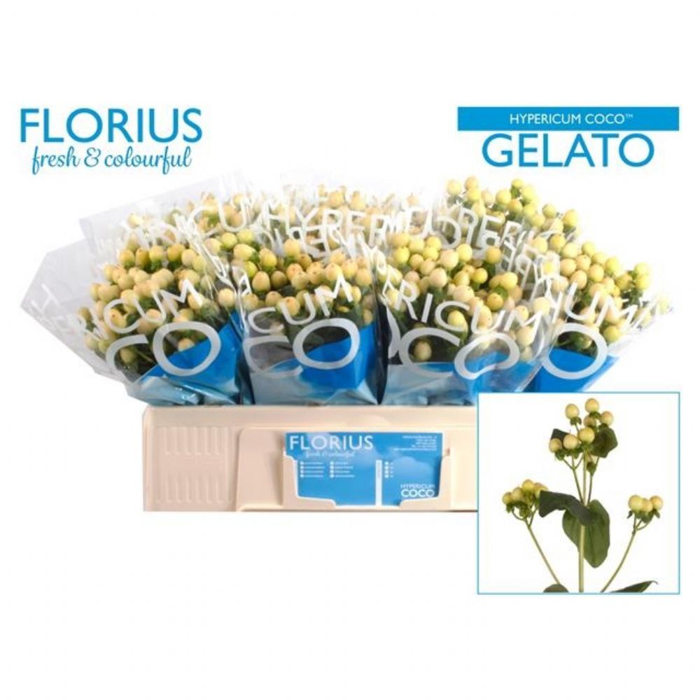İthal Hypericum Coco 50 cm Gelato (10 dal) | İthal Garnitür ve Yeşillikler | Garnitür ve ...