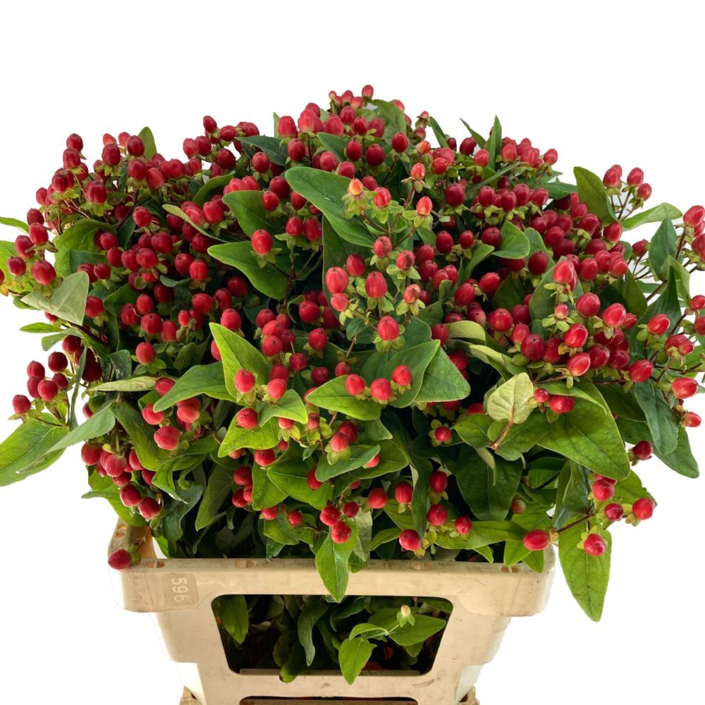 Yerli Hypericum Coco Tango (10 dal-50 60cm) | Yerli Garnitür ve Yeşillikler | Garnitür ve ...