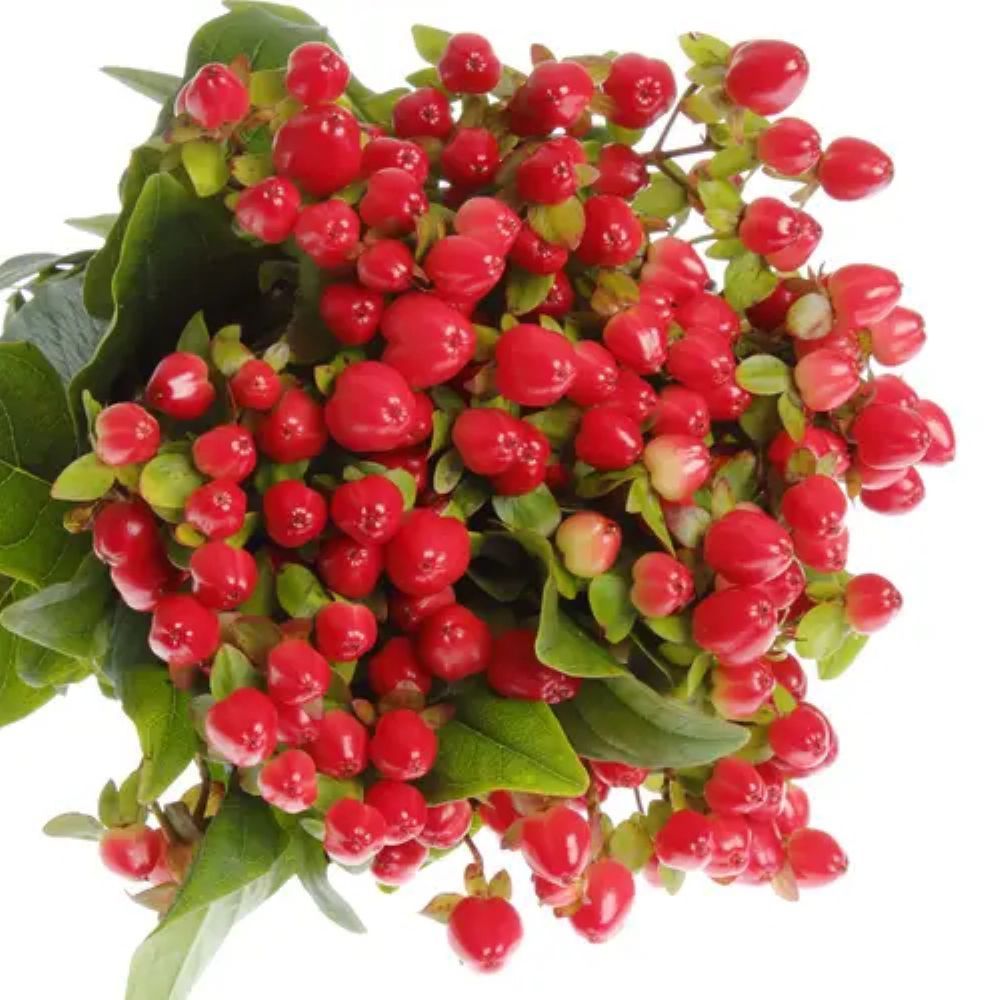 İthal Hypericum Coco Rio 50 cm (10 dal) | İthal Garnitür ve Yeşillikler | Garnitür ve ...
