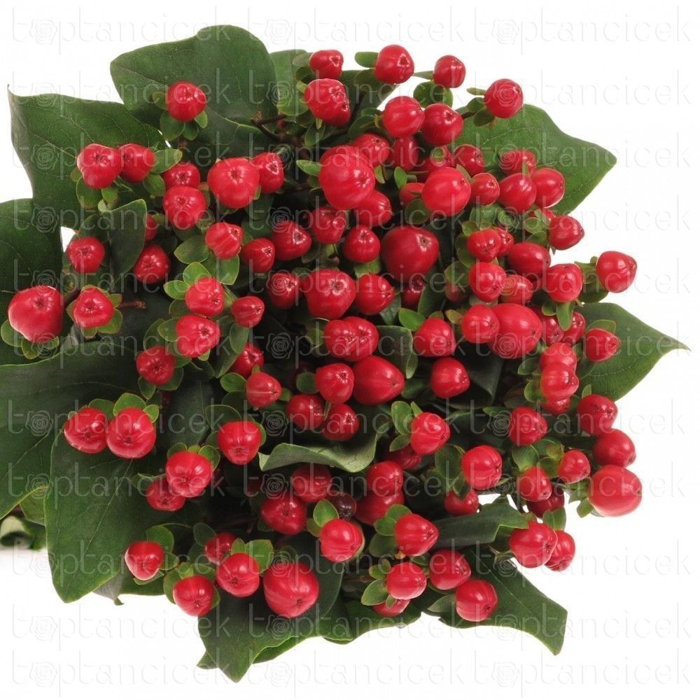 İthal Hypericum Coco Tango (10 dal-40cm) | İthal Garnitür ve Yeşillikler | Garnitür ve ...