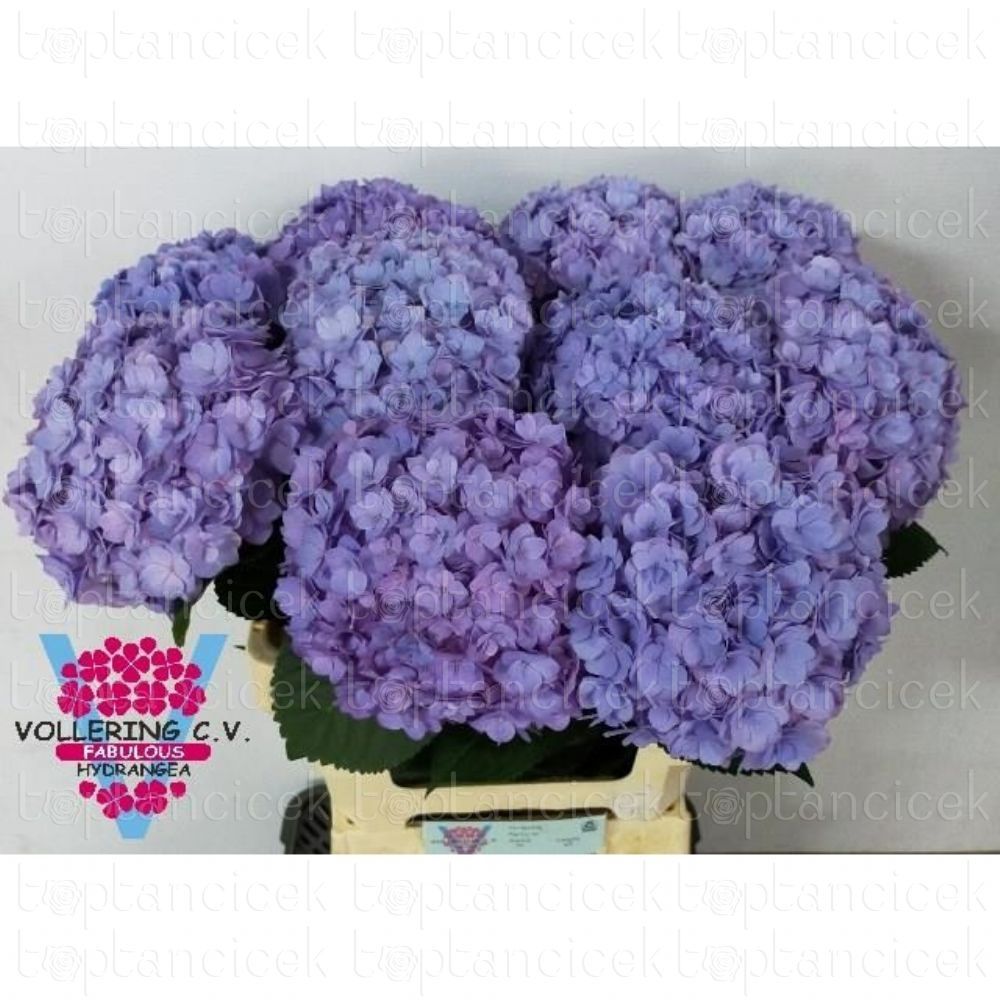 Acz Hydrangea M Adora (İthal Ortanca-5dal-60cm) | İthal Ortanca | İthal ...