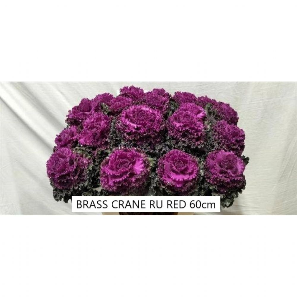 İthal Brassica Crane Ru Red (5dal-60cm) | Kesme Çiçekler | Türkiye'nin ...