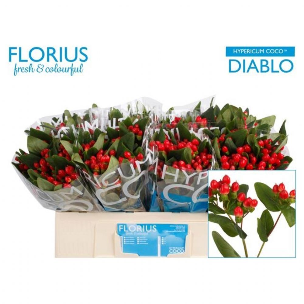 İthal Hypericum Coco Diablo (10 dal-50 cm) | İthal Garnitür ve ...