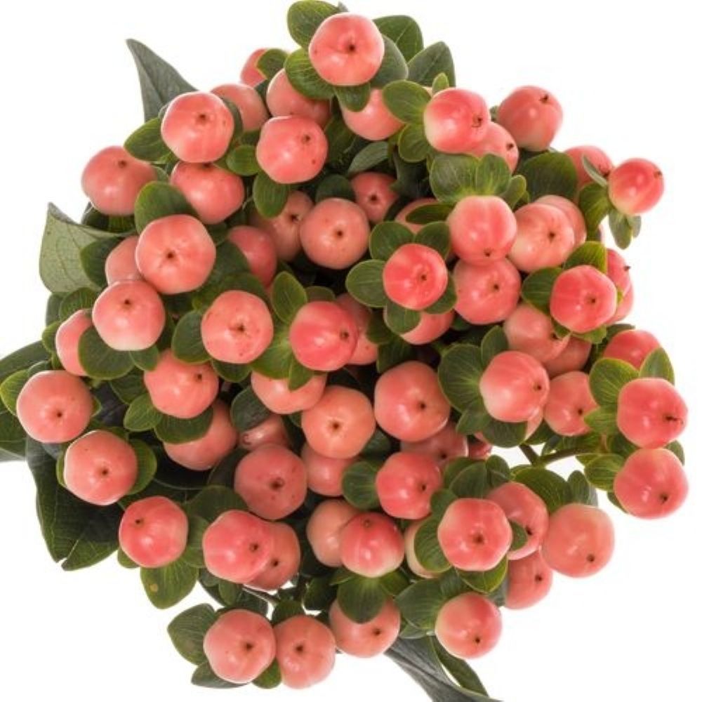 İthal Hypericum Coco Tiamo 70cm (10 dal) | İthal Garnitür ve ...