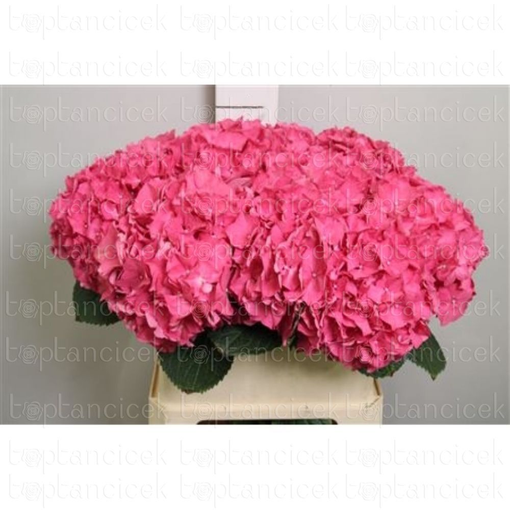 Acz Hydrangea M Rodeo Rood (İthal Ortanca - 5 dal-60cm) | İthal Ortanca ...