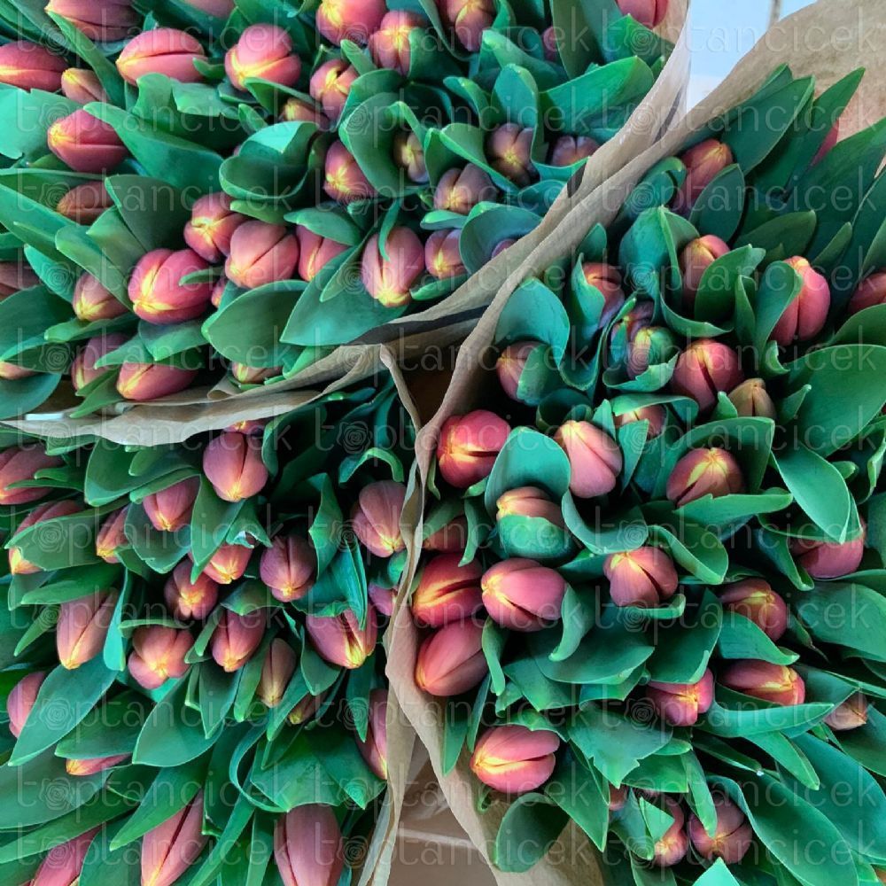 Acz Tulipa En Vampire (İthal Lale-50 dal-33cm) | İthal Lale | İthal ...