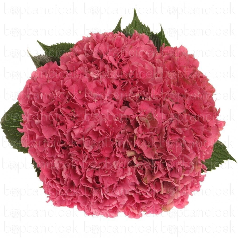 Cz Hydrangea M Fab Infini Red 60cm (İthal Ortanca - 5 dal-60cm) | İthal ...