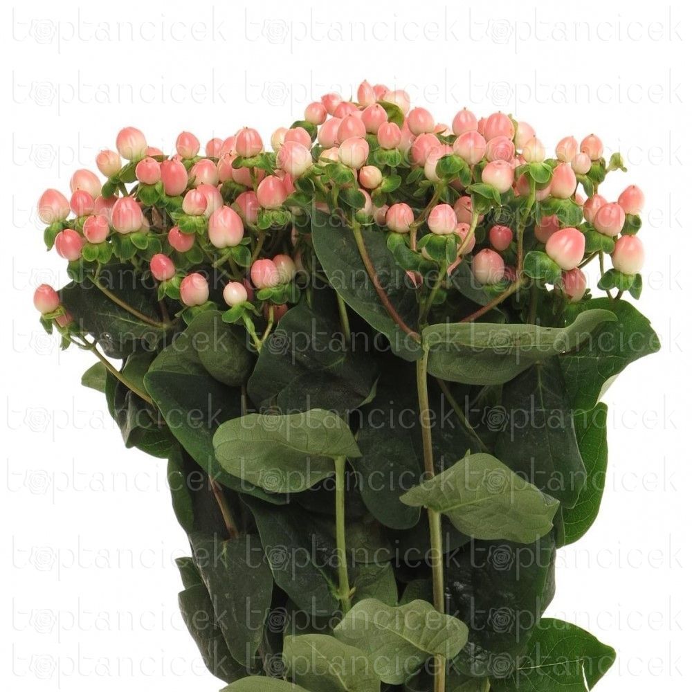 Gar Hypericum Coco Casino (İthal-10 dal-40cm) | İthal Garnitür ve Yeşillikler | Garnitür ve ...