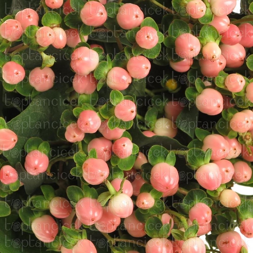 Gar Hypericum Coco Casino (İthal-10 dal-40cm) | İthal Garnitür ve Yeşillikler | Garnitür ve ...