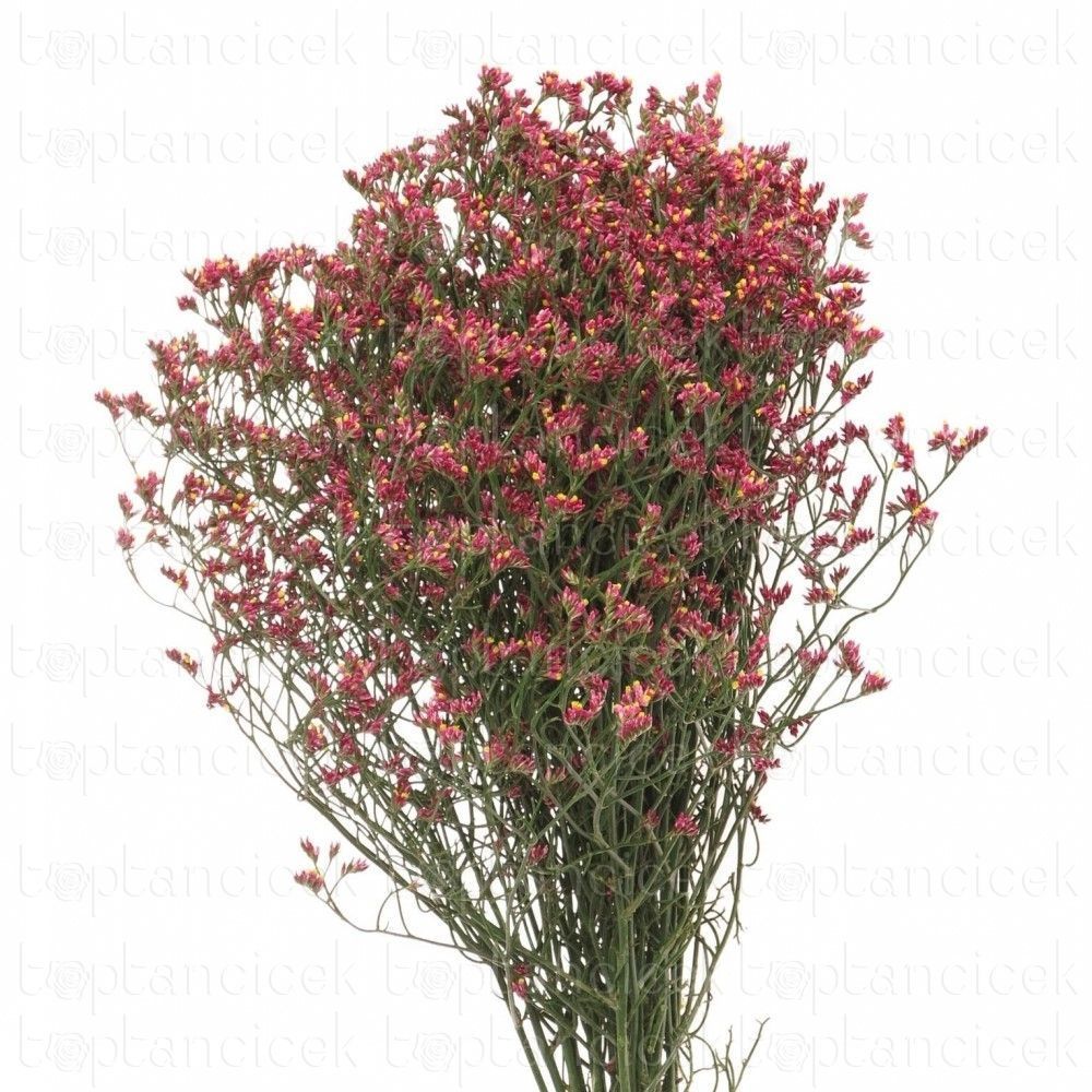Gar Limonium China Red (İthal-25 dal-60 cm) | İthal Garnitür ve ...
