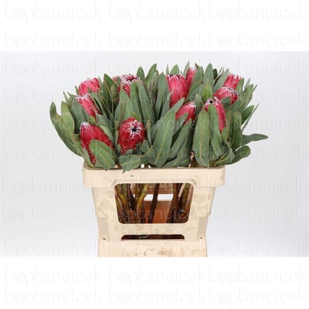 GAR Protea Sheila (İthal-5dal-60cm) | İthal Garnitür ve Yeşillikler ...