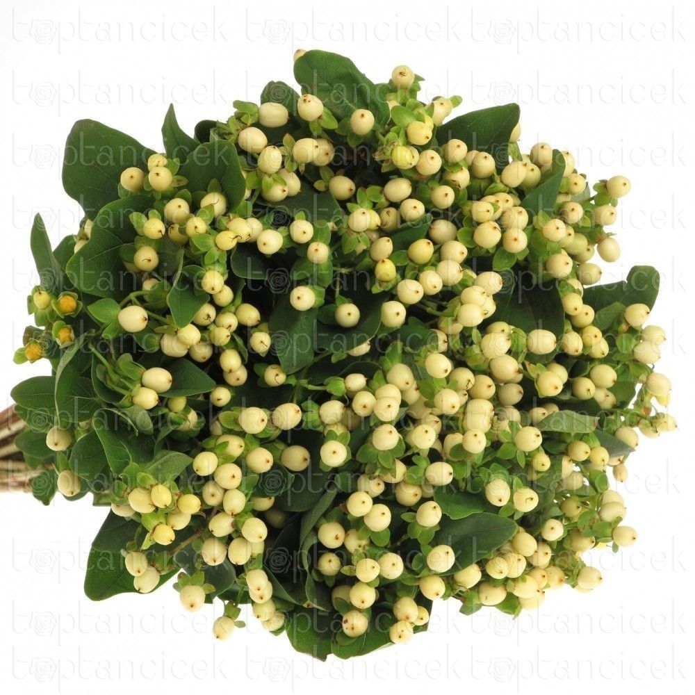Hypericum Cool Romance (İthal - 25 dal-50cm) | İthal Garnitür ve Yeşillikler | Garnitür ve ...