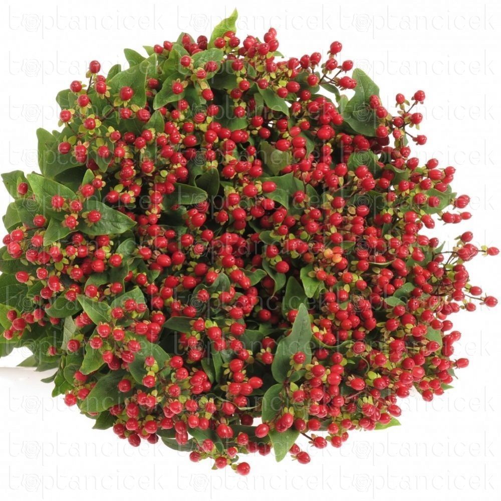 Hypericum Red Light Romance (İthal - 25 dal-60cm) | İthal Garnitür ve Yeşillikler | Garnitür ve ...