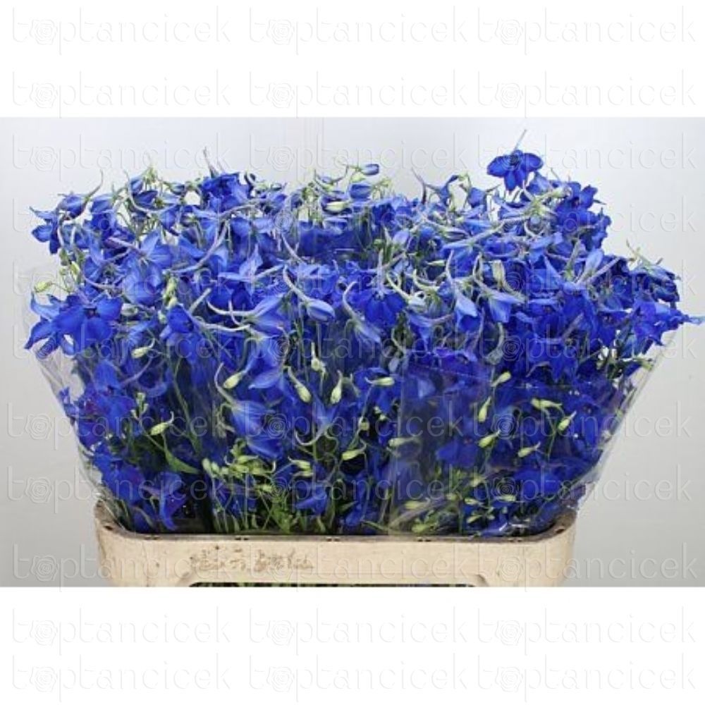 Delphinium Be Volkerfried (İthal Delfinyum-10 dal-100cm) | İthal ...