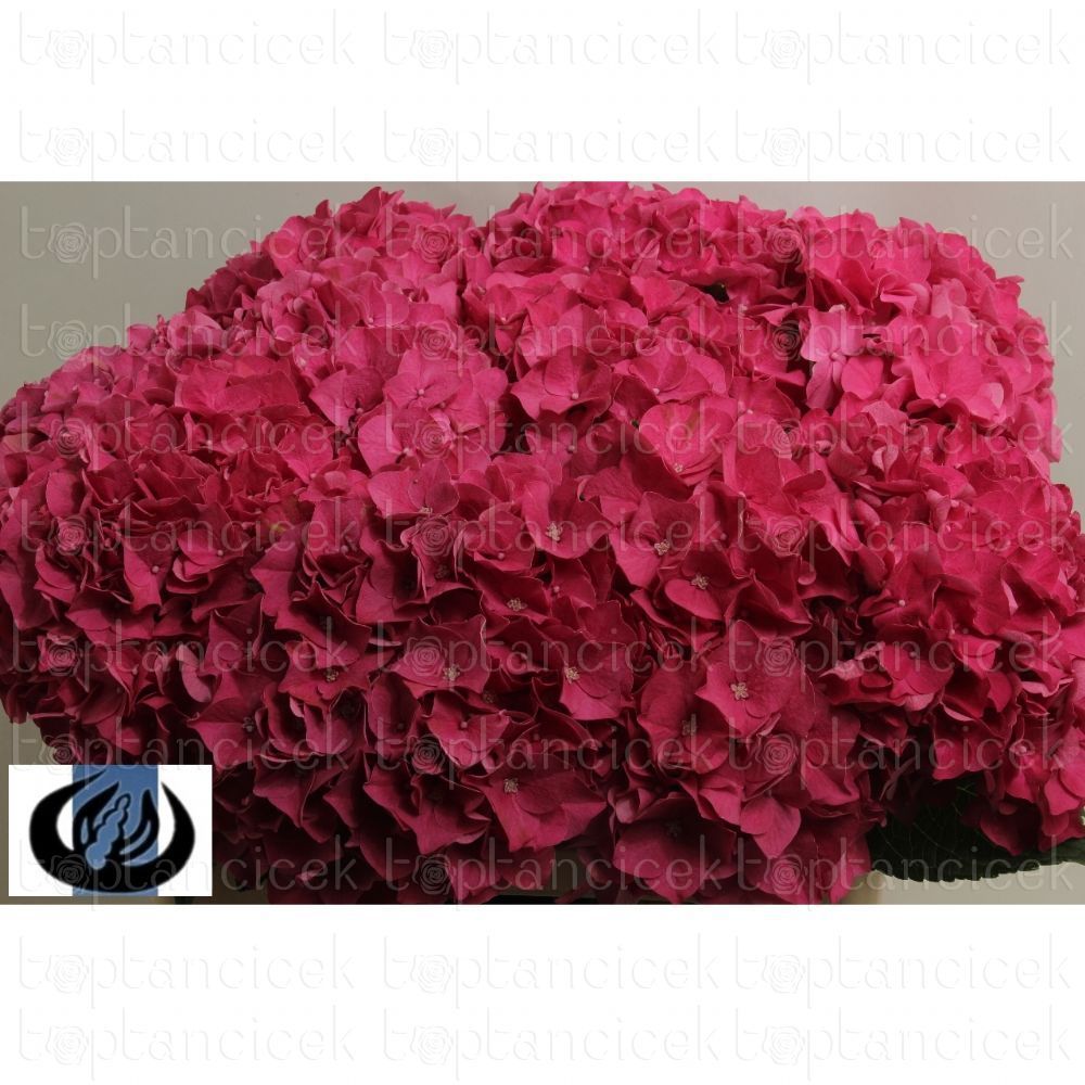 Cz Hydrangea M Rodeo Rood (İthal Ortanca - 5 dal-65cm) | İthal Ortanca ...