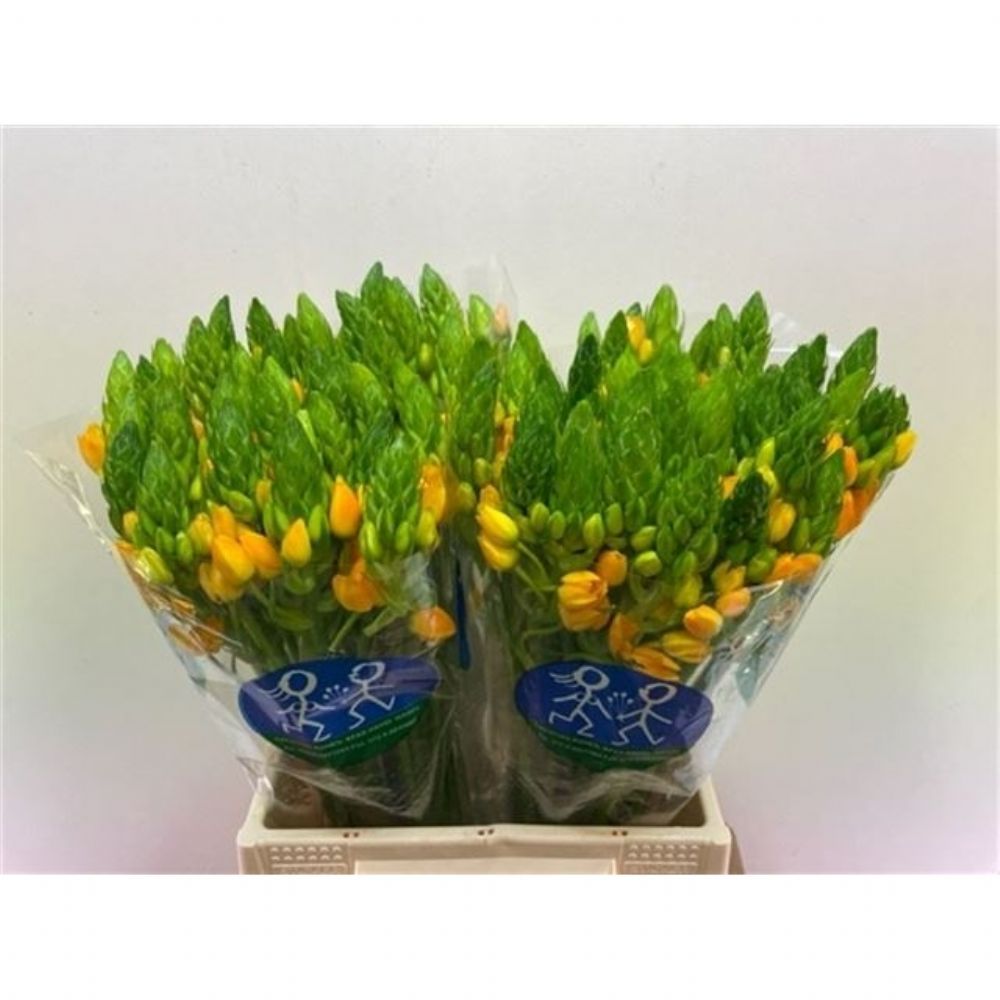 İthal Ornithogalum Db Sunrise (Ornit-50dal-45 cm) | İthal Ornit | İthal ...