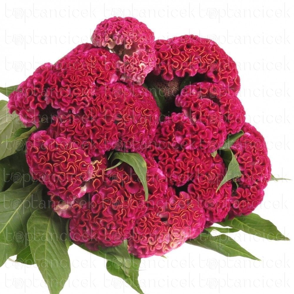 İthal Celosia C Act Rima (5 dal-75cm) | İthal Garnitür ve Yeşillikler ...