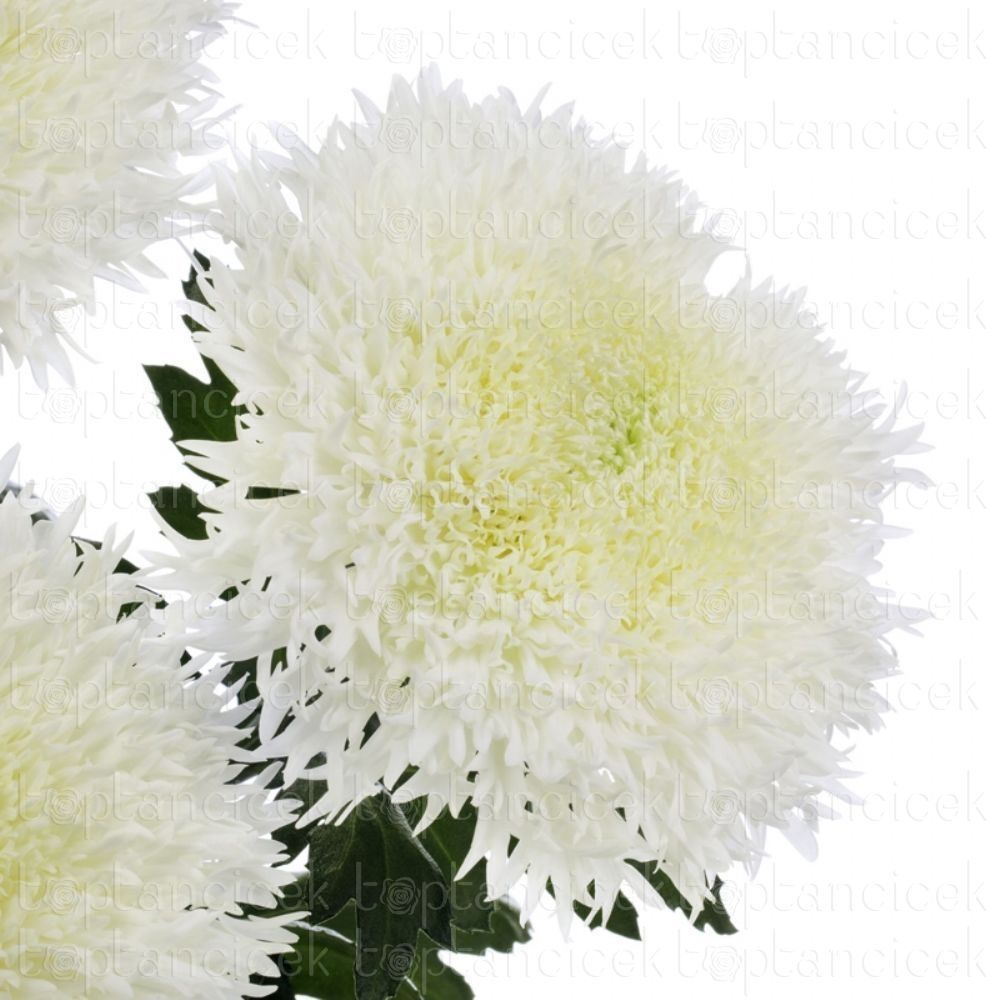 Chrysanthemum G Etrusko White (İthal Biçme-10 dal-70cm) | İthal Biçme ...