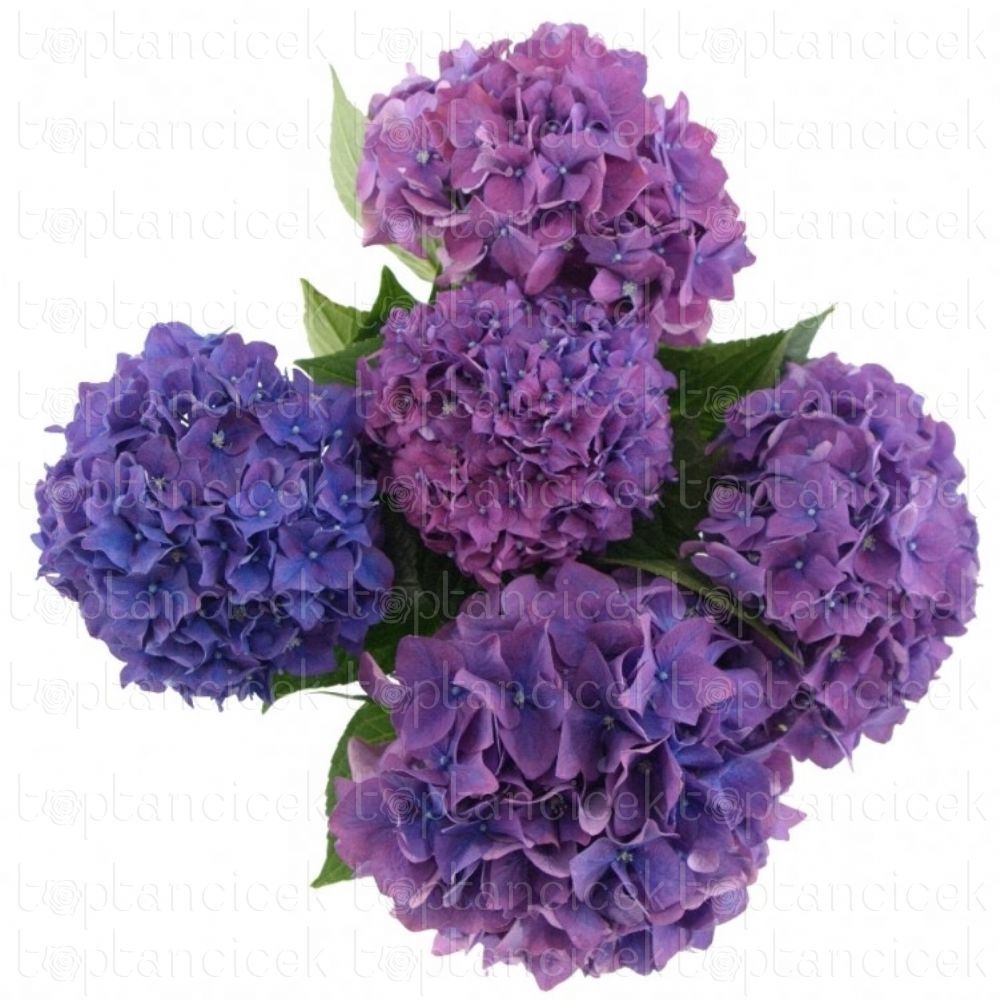 Ön Sipariş Acz Hydrangea M Rodeo Paars (İthal Ortanca - 5 dal-60cm ...