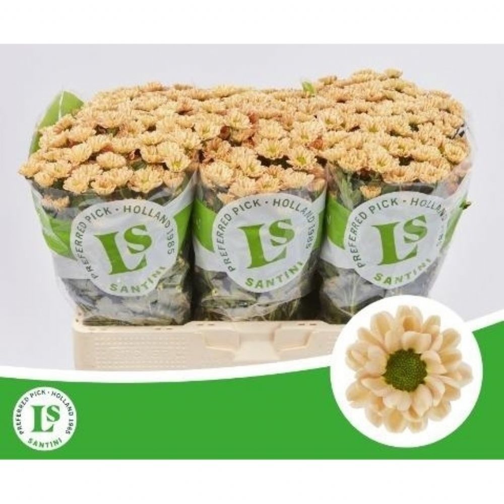 İthal Chrysanthemum San Rossi Salmon (Santini-25 dal-55cm) | İthal ...