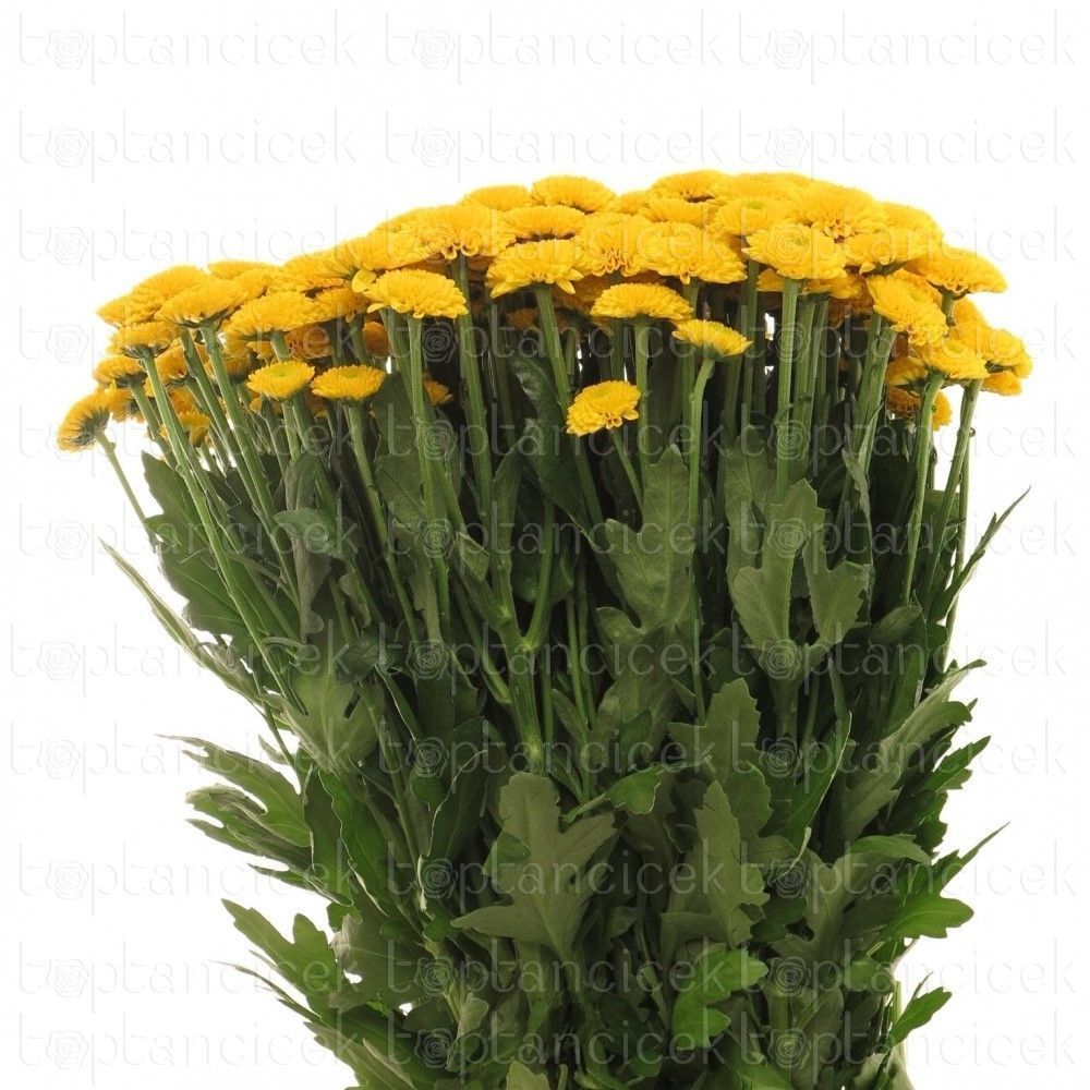 İthal Chrysanthemum San Aurinko (Santini Biçme- 25 dal-55cm) | İthal ...