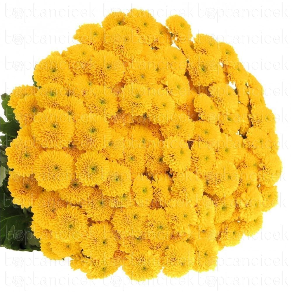 İthal Chrysanthemum San Aurinko (Santini Biçme- 25 dal-55cm) | İthal ...