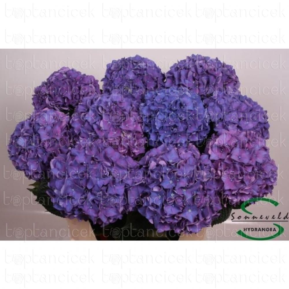 Ön Sipariş Acz Hydrangea M Rodeo Paars (İthal Ortanca - 5 dal-60cm ...